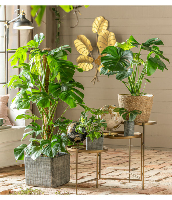 Fensterblatt - Monstera deliciosa von Dehner ansehen!