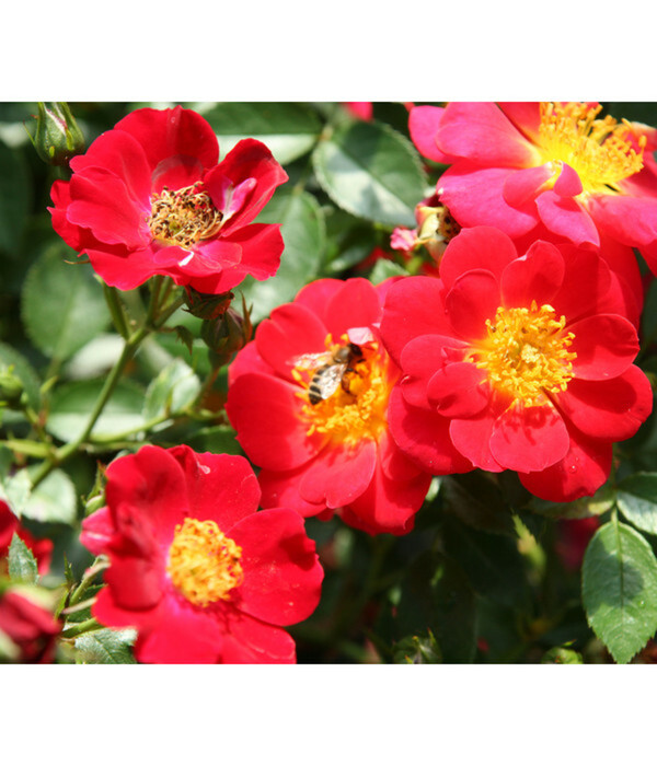 Bodendeckerrose 'Bienenweide®', rot von Dehner ansehen!
