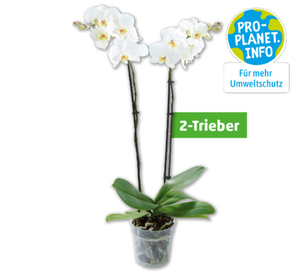 Orchidee* von Penny Markt ansehen!
