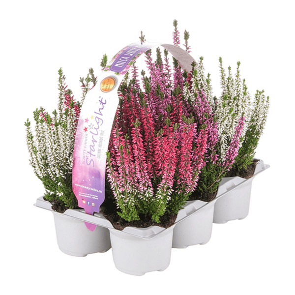 GARDENLINE Calluna-vulgaris-Trio „Beauty Ladies“ von ALDI Nord ansehen!