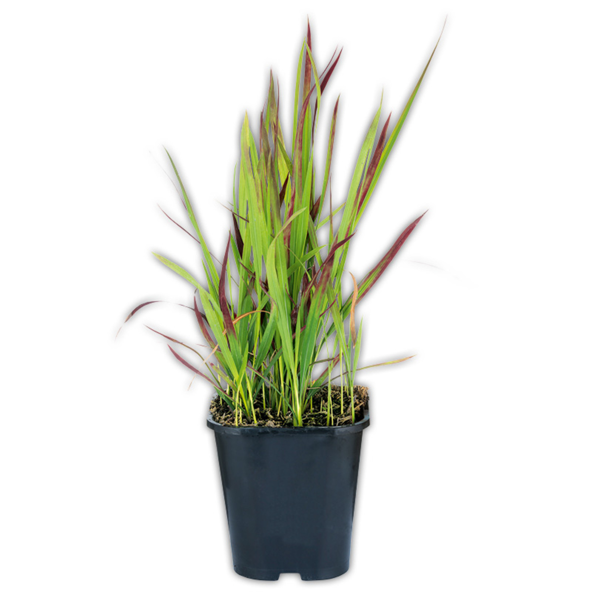 Blutgras "Imperata Red Baron" von Norma ansehen!