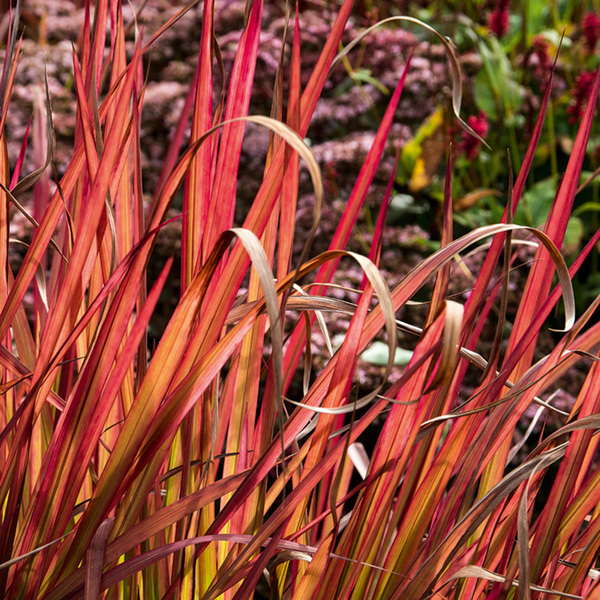 Blutgras "Imperata Red Baron" von Norma ansehen!