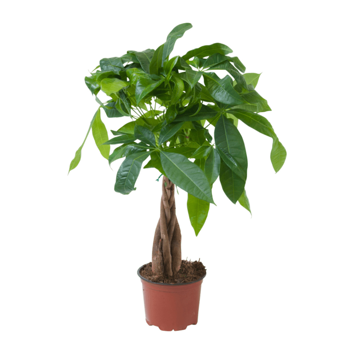 GARDENLINE Ficus Ginseng / Pachira von ALDI Nord ansehen!