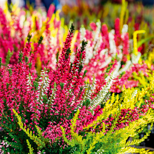 Calluna im Angebot – Aktuelle Preise & Schnäppchen | DISCOUNTO