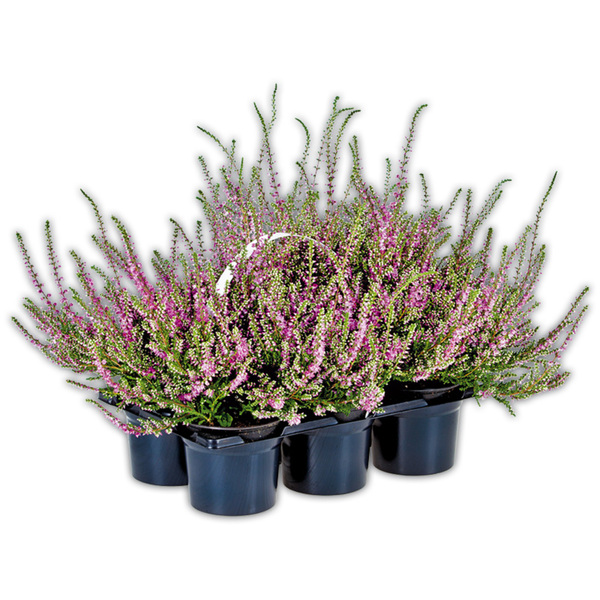 Heidekraut von Norma ansehen!