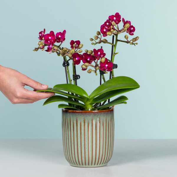 Cherry Lady im Angebot – Aktuelle Preise & Schnäppchen | DISCOUNTO