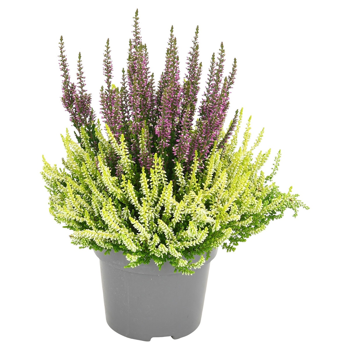 GARDENLINE Calluna Deluxe „Colour Crown® “ von ALDI SÜD ansehen!