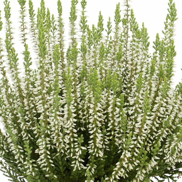 Calluna 'Gardengirls®', Weiß ansehen!