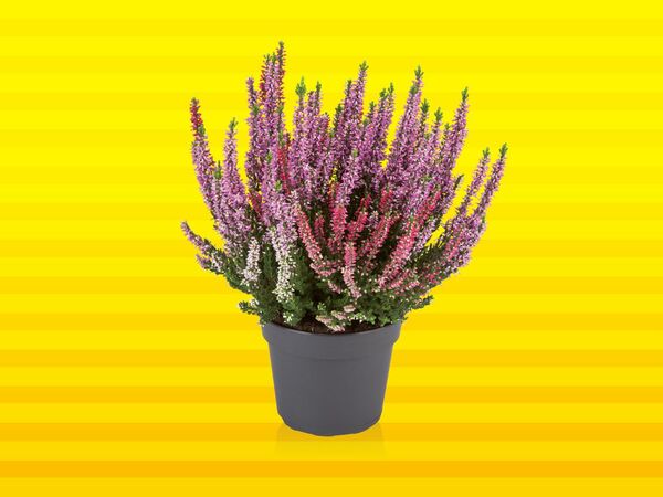 Heidekraut, zweifarbig von Lidl ansehen!