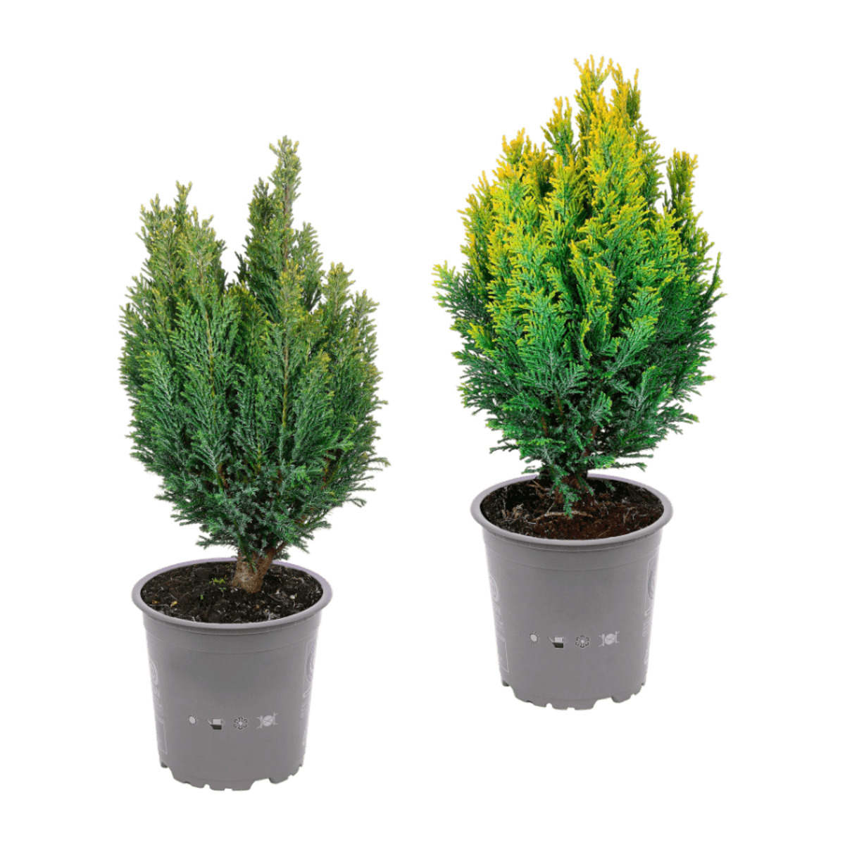 GARDENLINE Konifere von ALDI Nord ansehen!