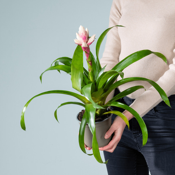 Guzmania 'Candy' ansehen!