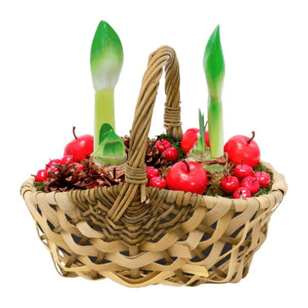 GARDENLINE Amaryllis im Korb im Angebot – Aktuelle Preise & Schnäppchen ...