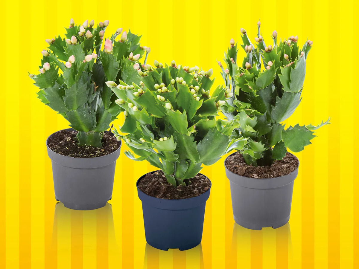 Weihnachtskaktus (Schlumbergera), Topf von Lidl ansehen!