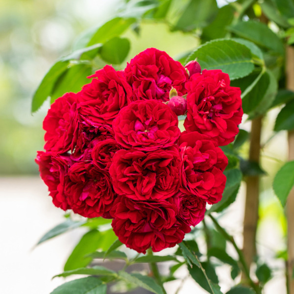 Ramblerrose 'Chevy Chase' ansehen!