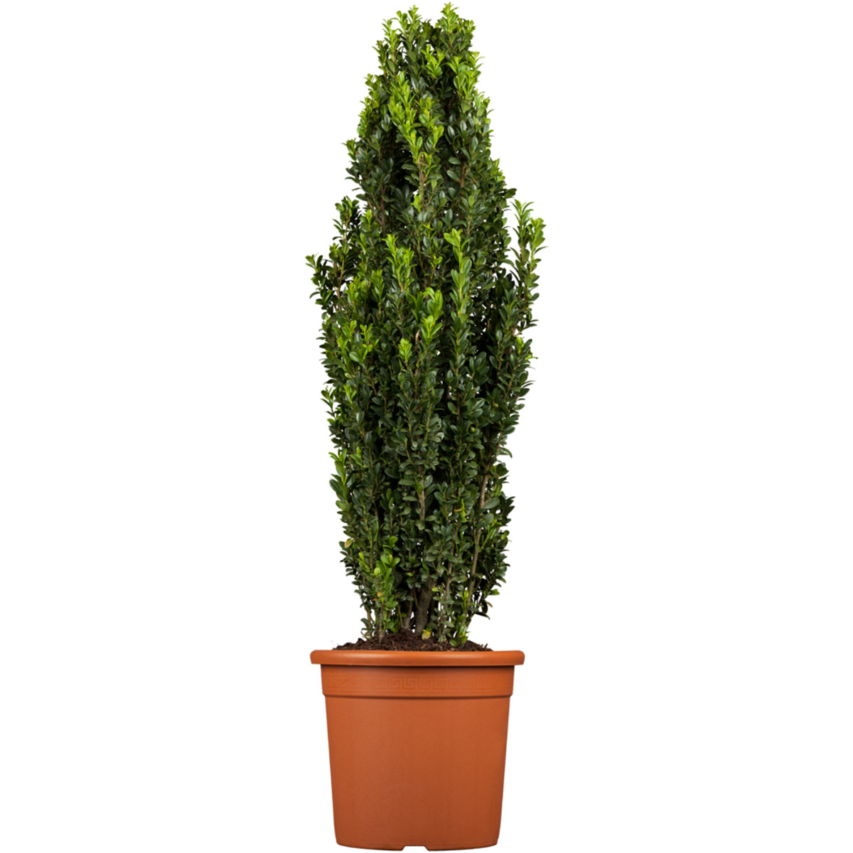 Säulen-Berg-Ilex 'Fastigiata' von Mein schöner Garten für 17,99 € ansehen!
