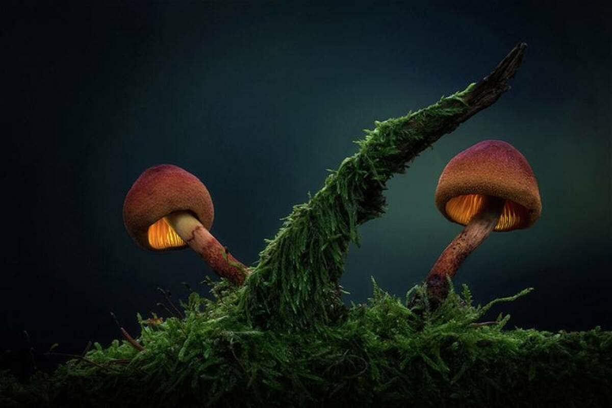 Kollektion Wiedemann Bild "OTHERWORLD",... von Zurbrüggen ansehen!