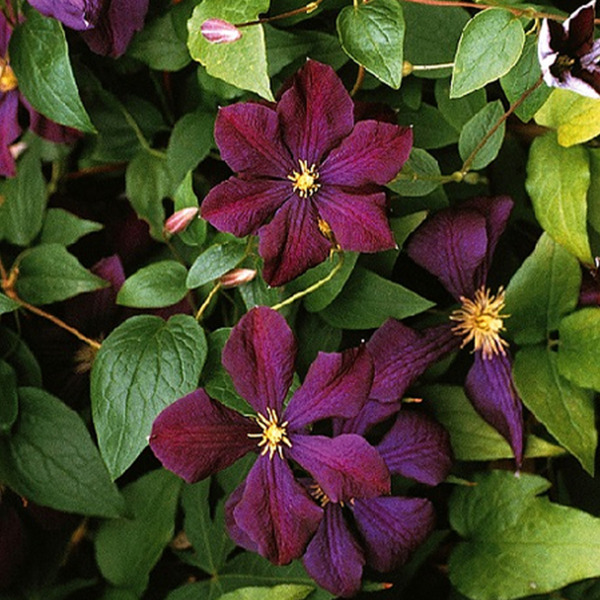 Clematis 'Etoile Violette' ansehen!