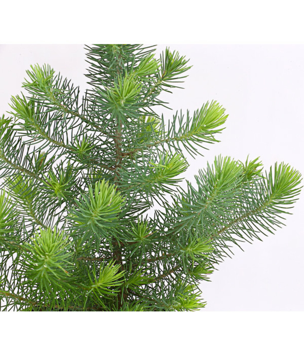 Mittelmeer-Kiefer, Pinie 'Silver Crest' von Dehner für 9,99 € ansehen!