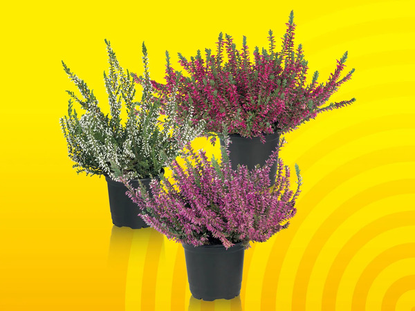 Heidekraut (Calluna vulgaris), Topf von Lidl ansehen!