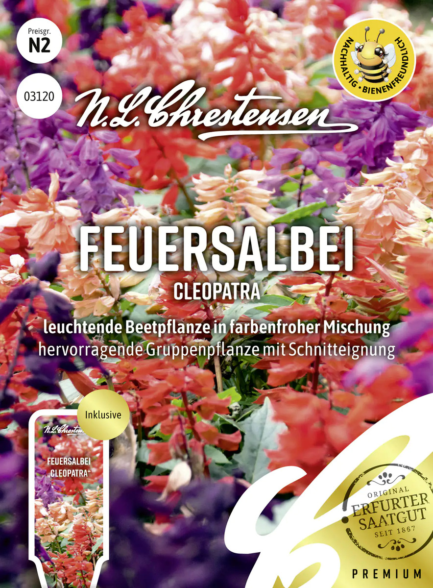 N.L.Chrestensen Saatgut Feuersalbei Cleopatra ca. 50 Pflanzen von ...