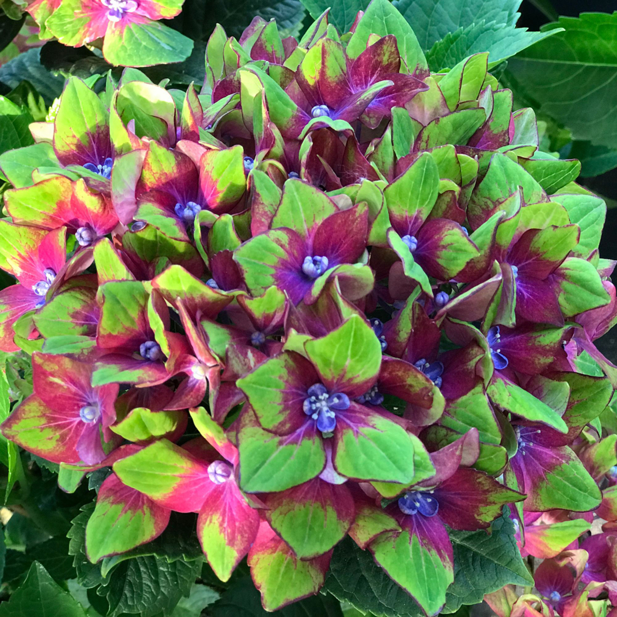 Spannende Schloss Zuschendorf Hortensie Bild