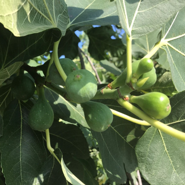 Feigenbaum 'Firoma®' ansehen!