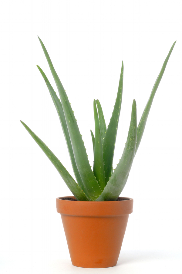 Bio-Aloe vera 'Sweet' ansehen!