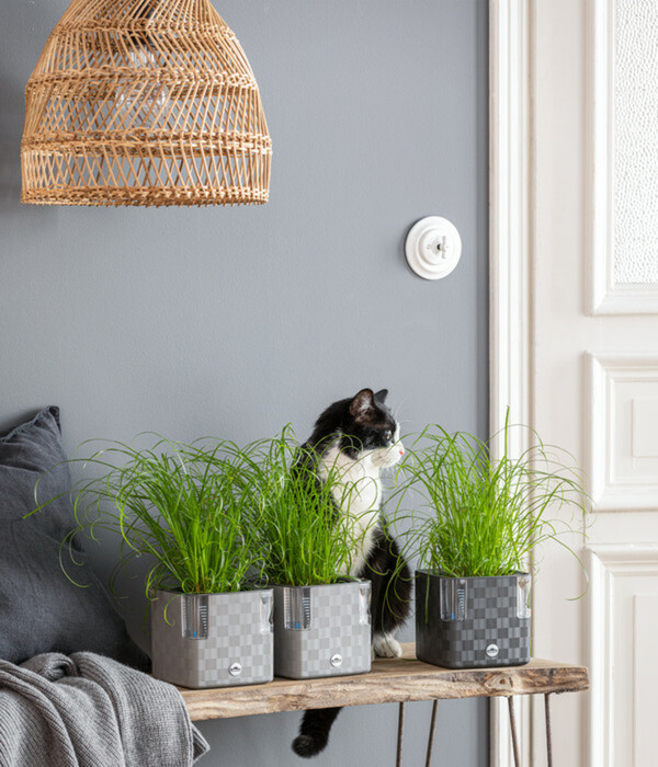 Katzengras - Cyperus zumula im Angebot – Aktuelle Preise & Schnäppchen ...