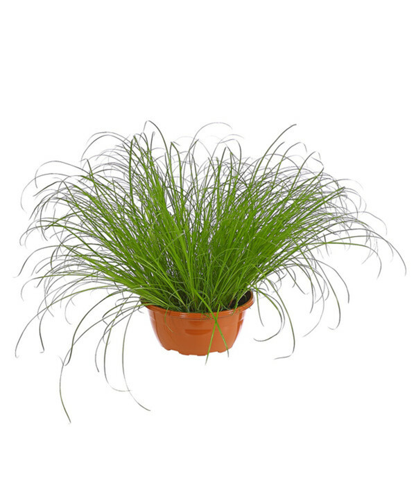 Katzengras - Cyperus zumula im Angebot – Aktuelle Preise & Schnäppchen ...