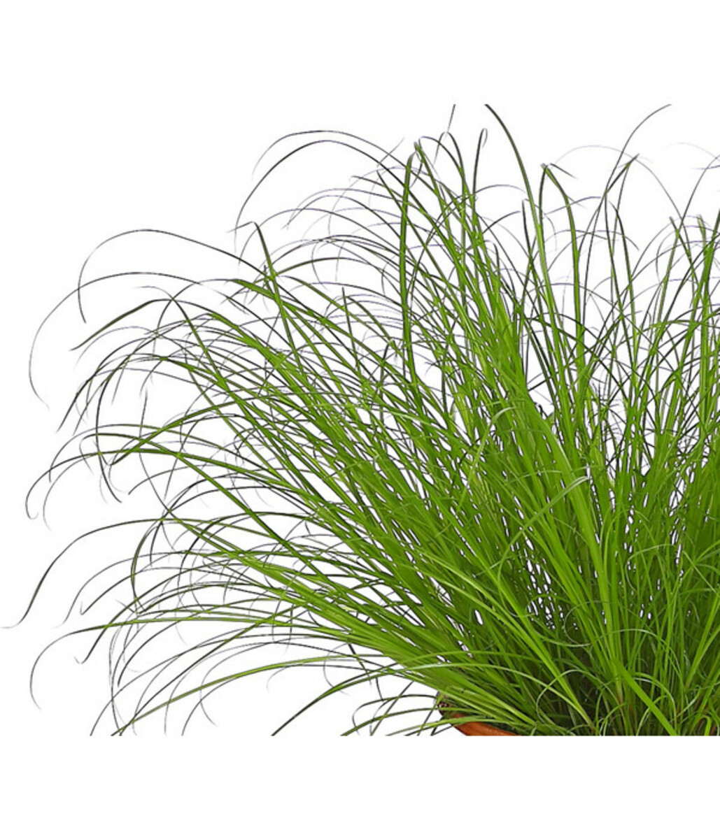 Katzengras - Cyperus zumula im Angebot – Aktuelle Preise & Schnäppchen ...