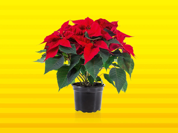 Weihnachtssternbusch, Topf von Lidl ansehen!