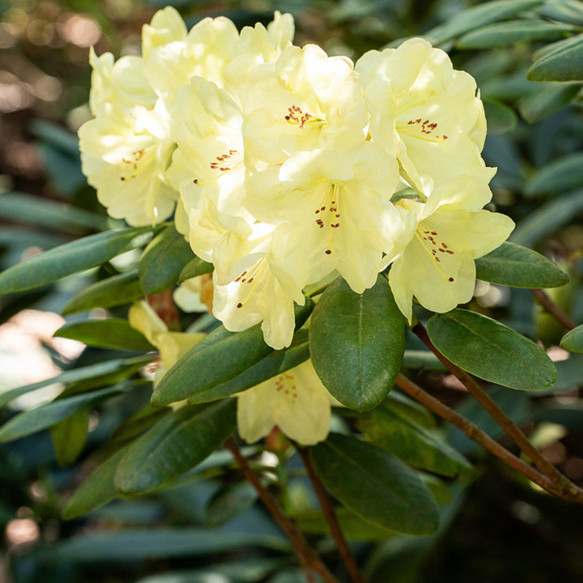 Rhododendron 'Patty Bee' ansehen!