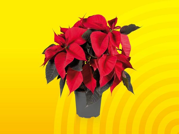 Weihnachtsstern, Topf von Lidl ansehen!