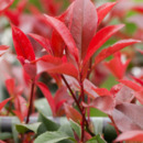Rote Glanzmispel 'Red Robin' ansehen!