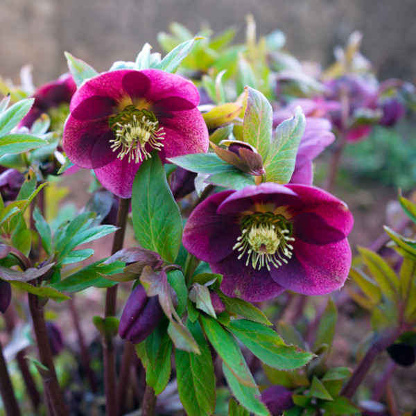 Lenzrose 'Victoria' ansehen!