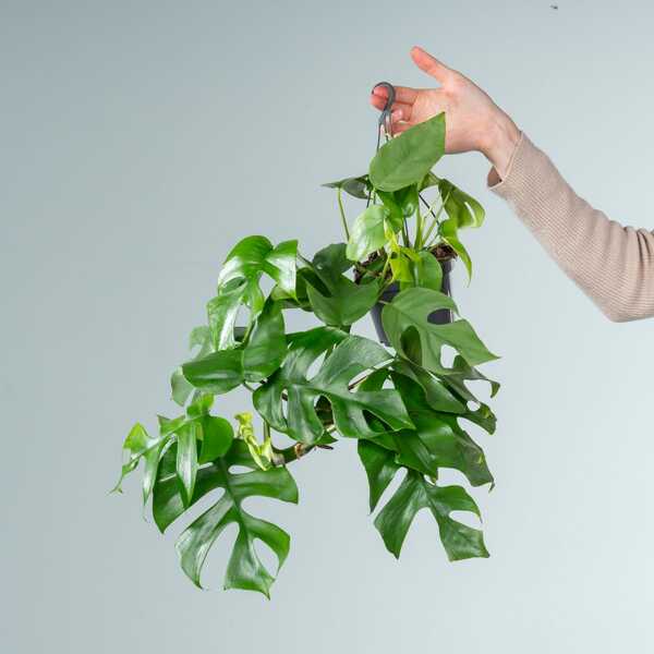 Monstera 'Minima' im Angebot – Aktuelle Preise & Schnäppchen | DISCOUNTO