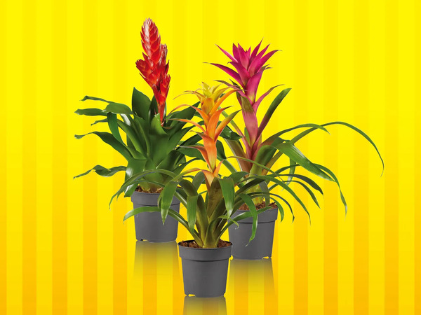 Vriesea- und Guzmanienmix, Topf von Lidl ansehen!