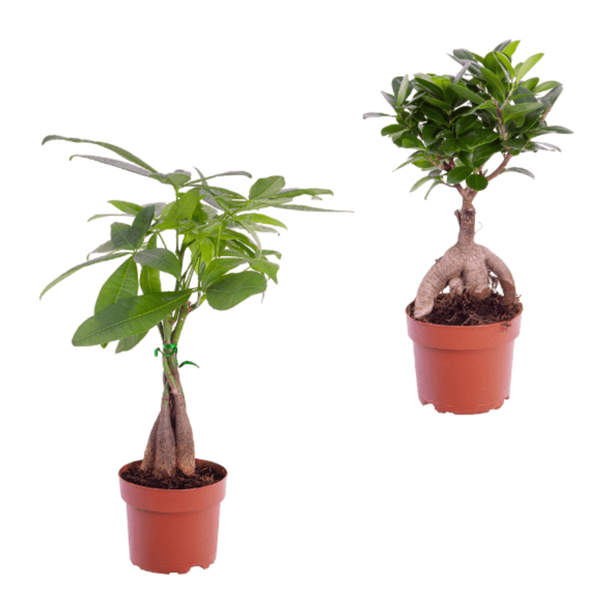 GARDENLINE Ficus Ginseng/Pachira von ALDI Nord ansehen!