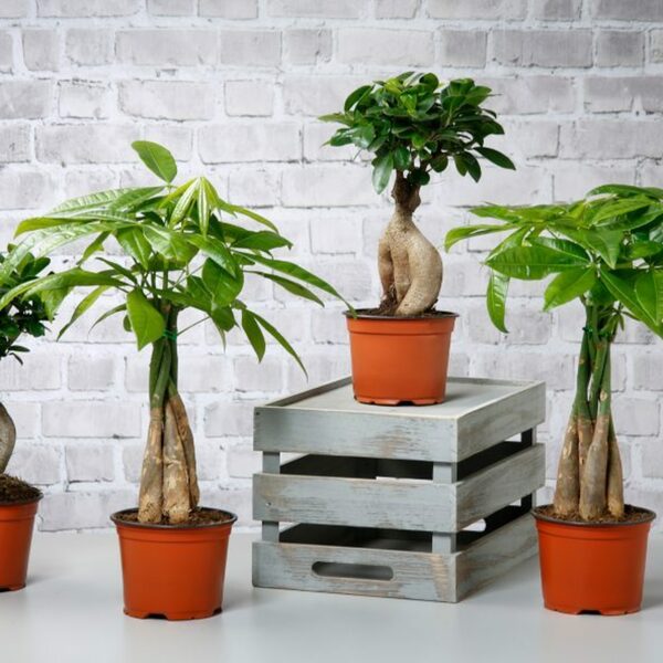 GARDENLINE Ficus Ginseng/Pachira von ALDI Nord ansehen!