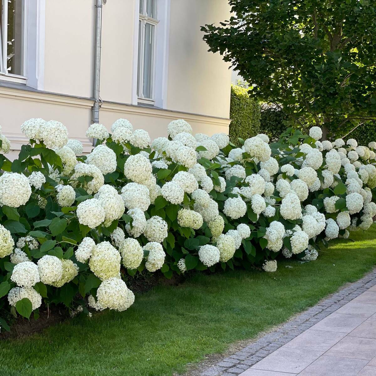 Schneeball Hortensie Annabell