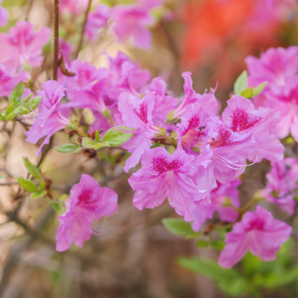 Japanische Azalee 'Bloomchampion®', Rosa ansehen!