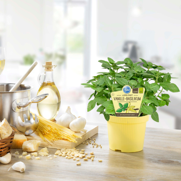 Bio Vanille Basilikum ansehen!