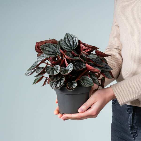 Peperomia 'Caracas' im Angebot – Aktuelle Preise & Schnäppchen | DISCOUNTO