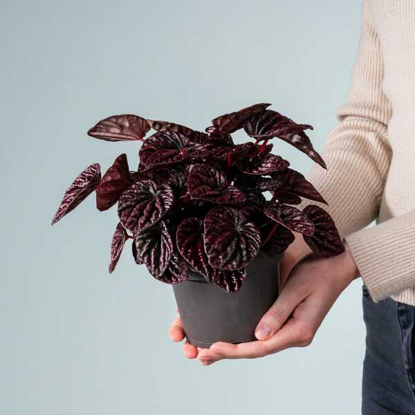 Peperomia 'Red Luna' im Angebot – Aktuelle Preise & Schnäppchen | DISCOUNTO