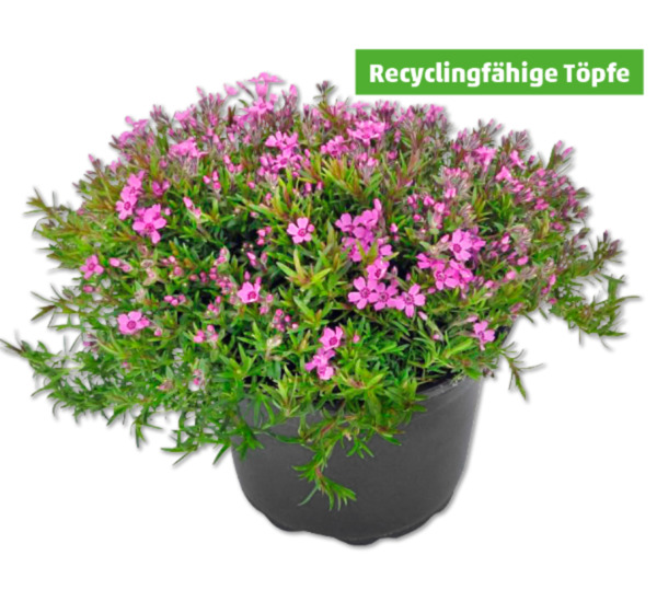 Staude* im Angebot – Aktuelle Preise & Schnäppchen | DISCOUNTO