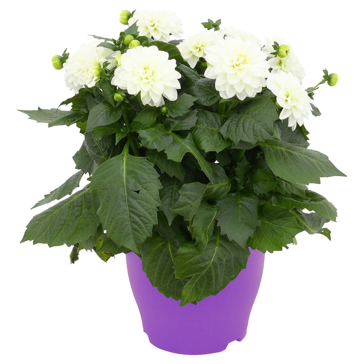 GARDENLINE Dahlie oder Digitalis purpurea (Gartenfingerhut) im Angebot ...