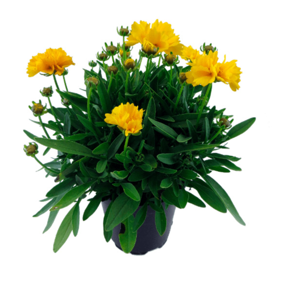 GARDENLINE Staude / Sommerblume von ALDI Nord ansehen!