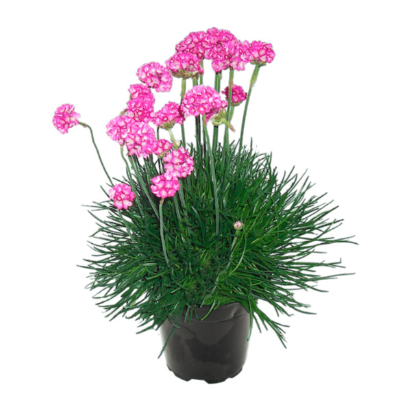 GARDENLINE Staude / Sommerblume von ALDI Nord ansehen!