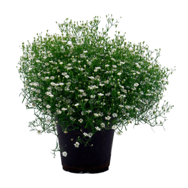 GARDENLINE Staude / Sommerblume von ALDI Nord ansehen!