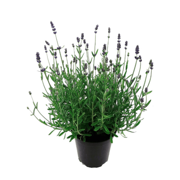 GARDENLINE Staude / Sommerblume von ALDI Nord ansehen!